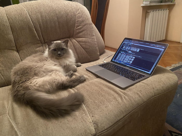 Coder cat - 9GAG