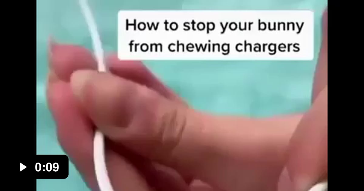 What a nice cute bunny - 9GAG