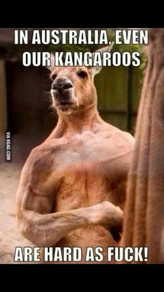 Thats one buff kangaroo... - 9GAG