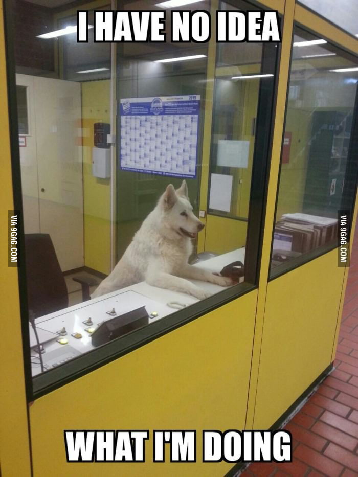How janitor dogs work there day. - 9GAG