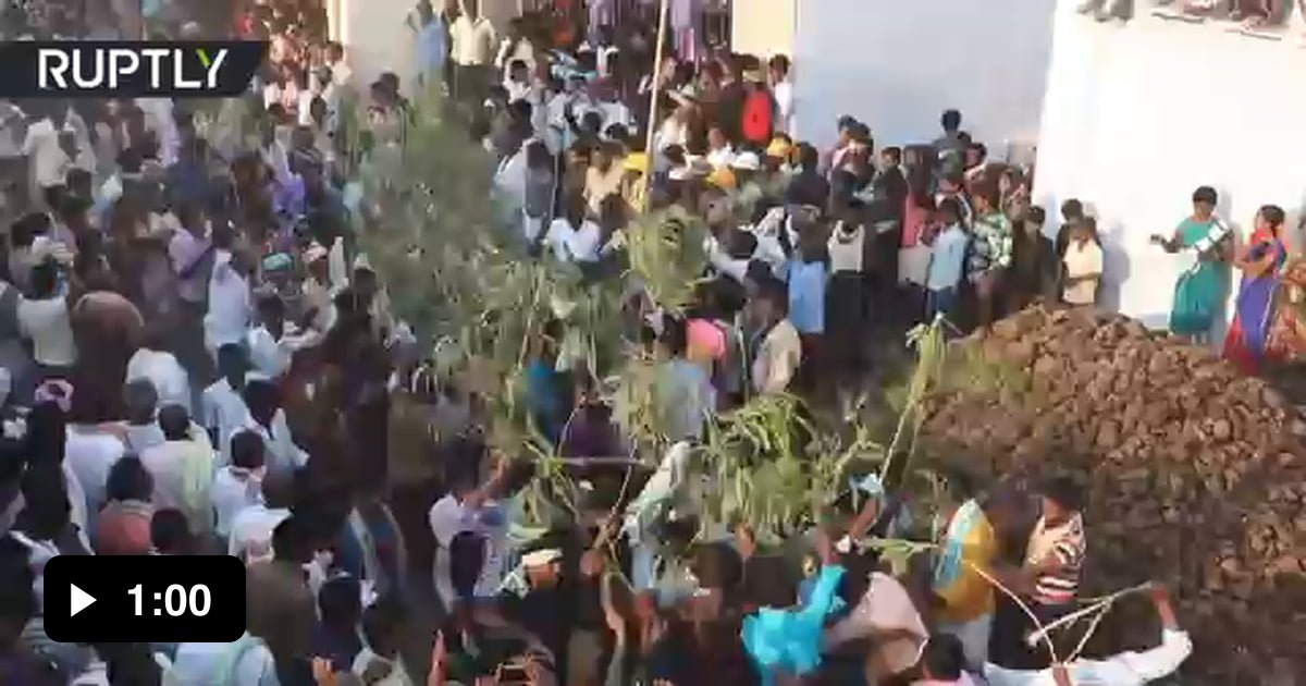 Cow poop flies as Indian villagers throw dung at each other - 9GAG