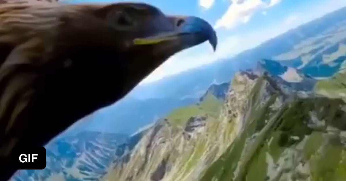 GoPro attached to an eagle - 9GAG