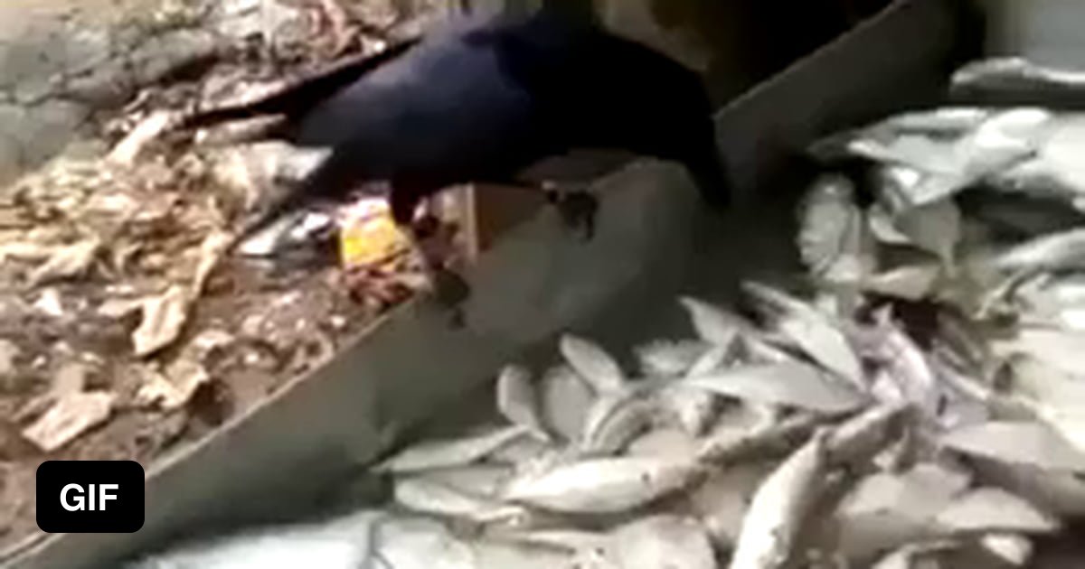 Crow bargaining with a fishseller for a bigger fish. - 9GAG