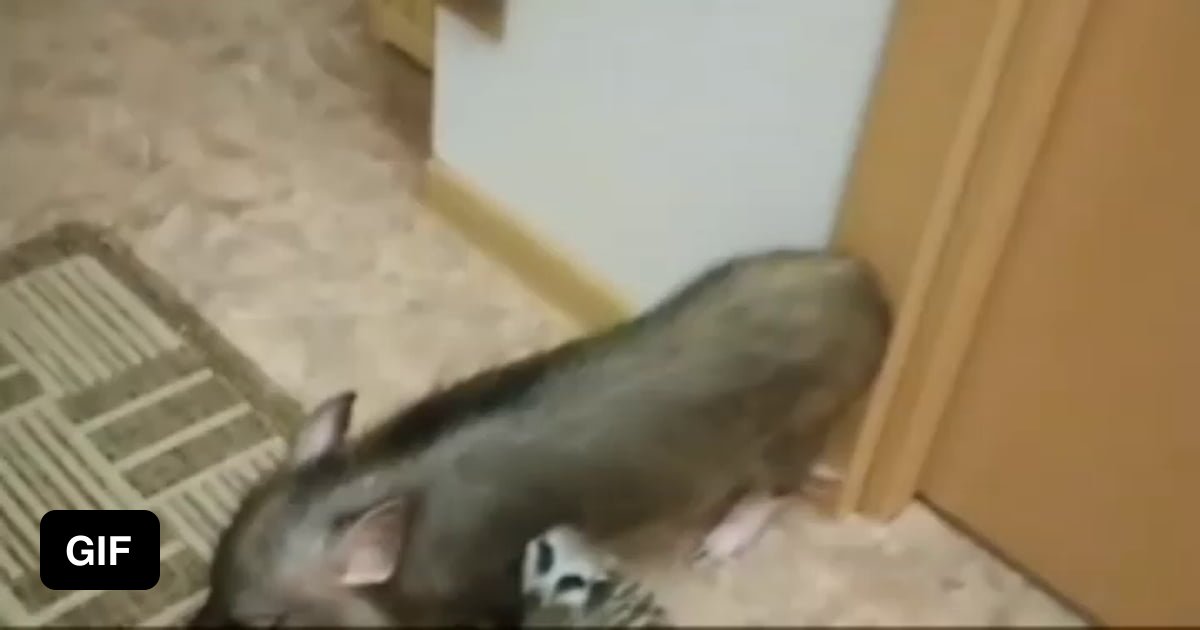 It's the real life Timon and Pumbaa - 9GAG