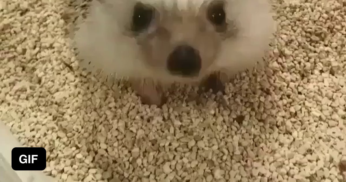 Ouch mouse stretch - 9GAG