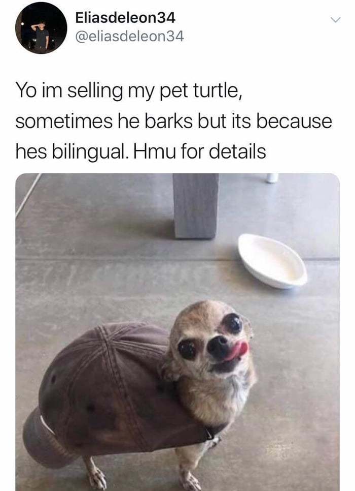 Somebody want a turtle? - 9GAG