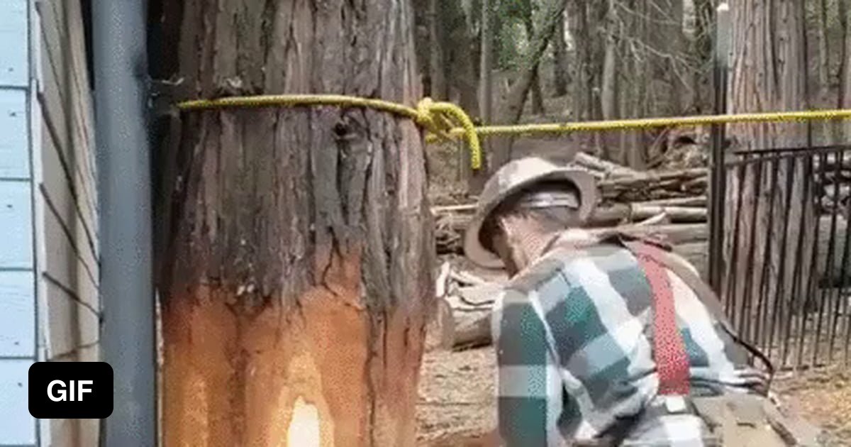 Felling a tree - 9GAG