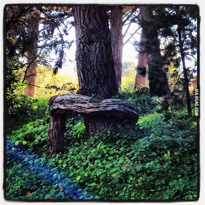 Awesome tree in Golden Gate Park SF - 9GAG