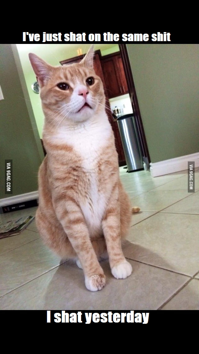 Sudden Realization Cat