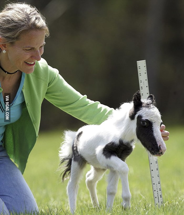 Duck-sized horse - 9GAG