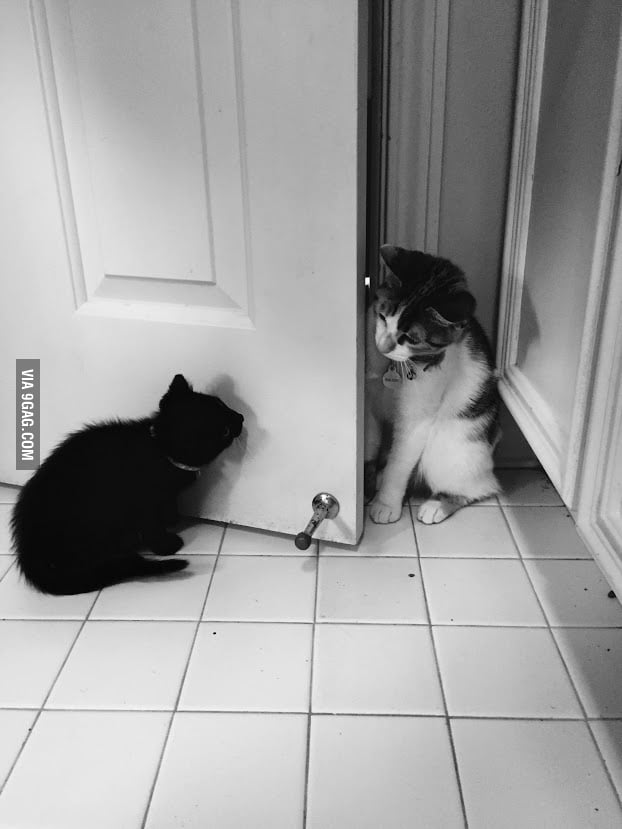Introducing the kitten to the cat - 9GAG