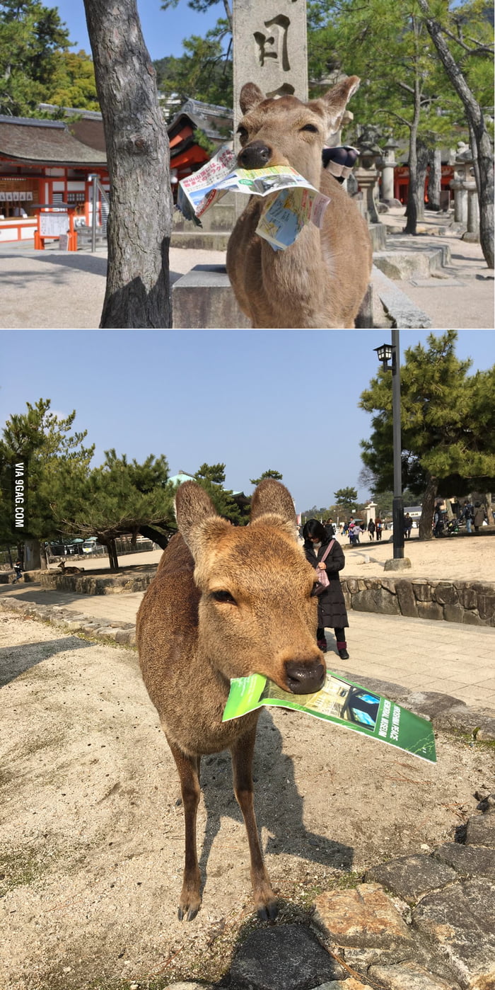 Smug deers in Miyajima - 9GAG