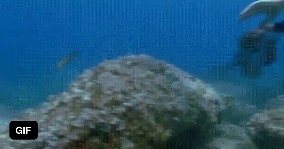 Octopus rodeo riding an eel. - 9GAG