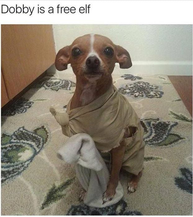 Dobby has no master - 9GAG