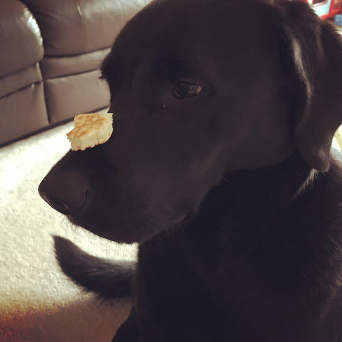 Pancake pupper - 9GAG