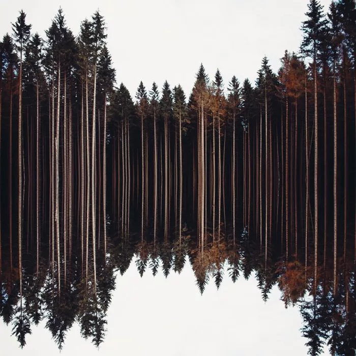 This perfect reflection of trees. - 9GAG
