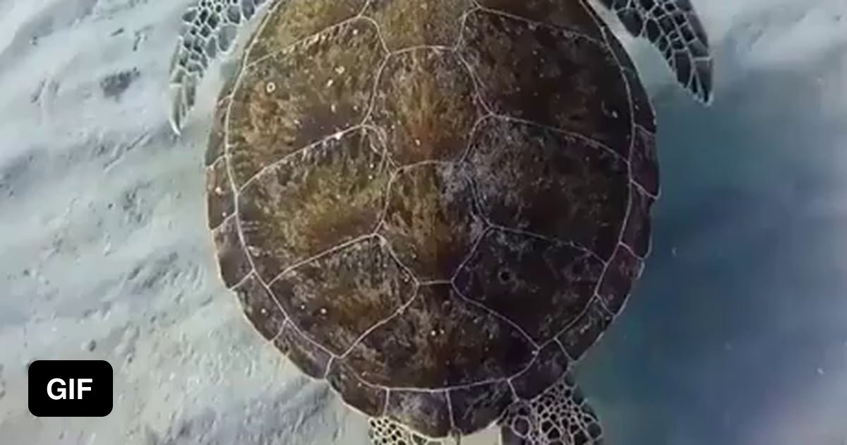 Flying turtle - 9GAG