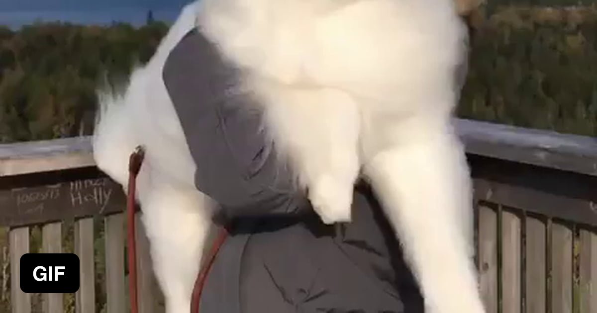 Fluffy Cloud Doggo - 9GAG