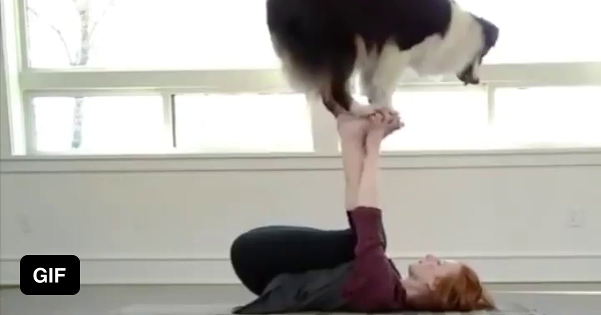 Yoga doggo ... - 9GAG