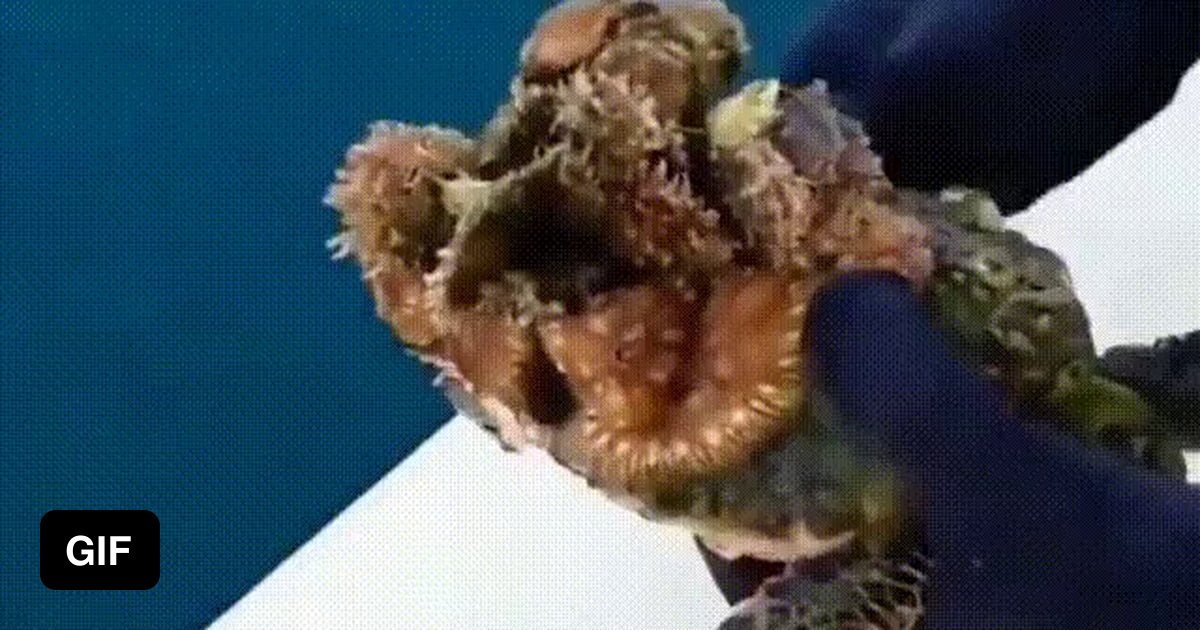 Man save turtle... - 9GAG