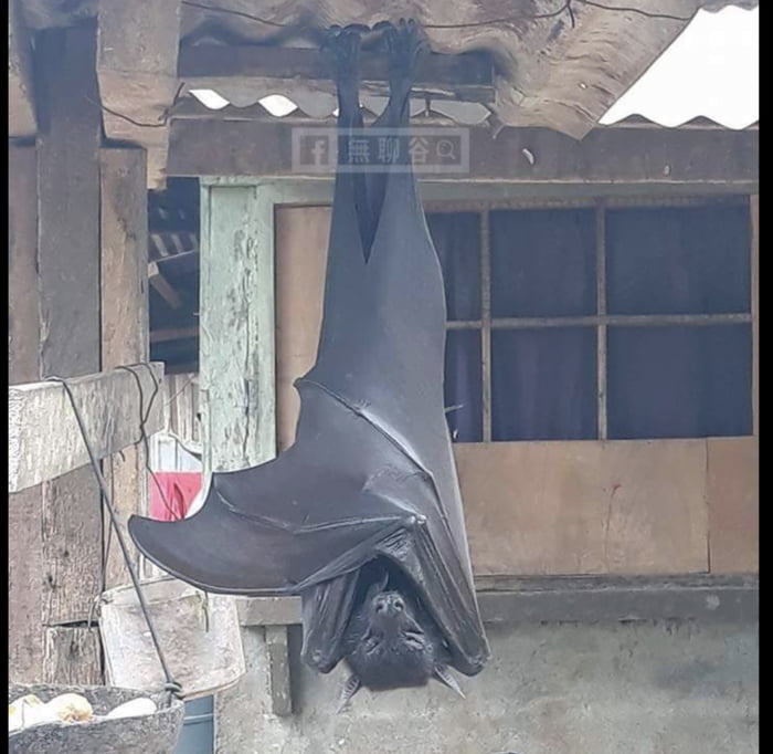 Dominus bat, the slumbering monstrosity. - 9GAG