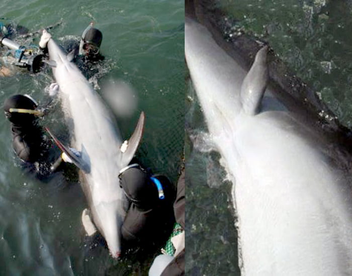 This Dolphin was born with hind legs caused by atavism, a mutation that ...