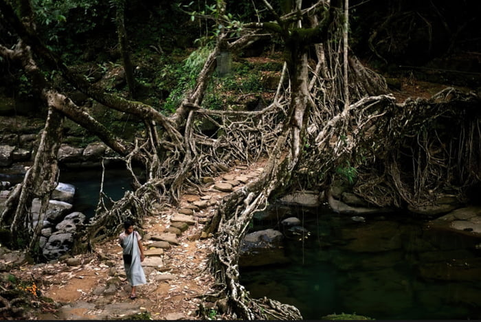 Living Bridge Made of Special Tree Roots - 9GAG