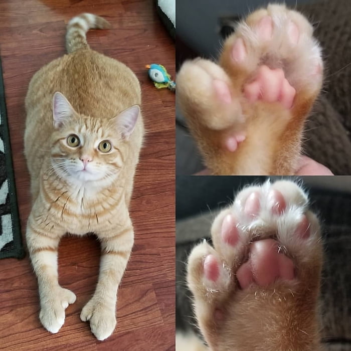 Polydactyl cat, aka Cat with thumbs - 9GAG