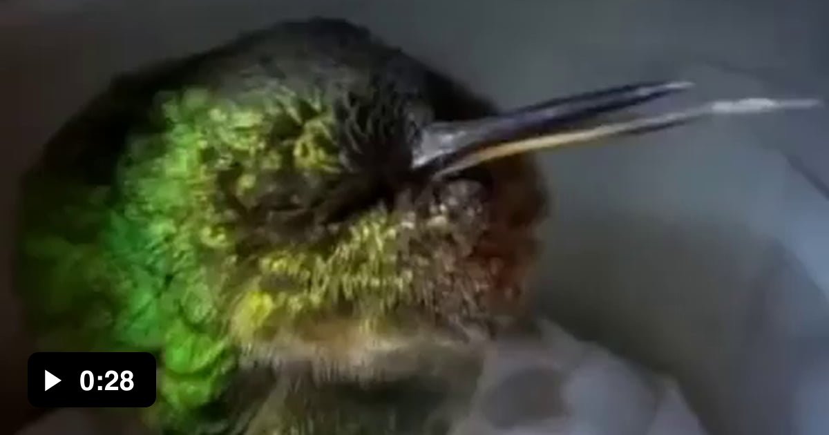 Ever heard a snoring Hummingbird? - 9GAG