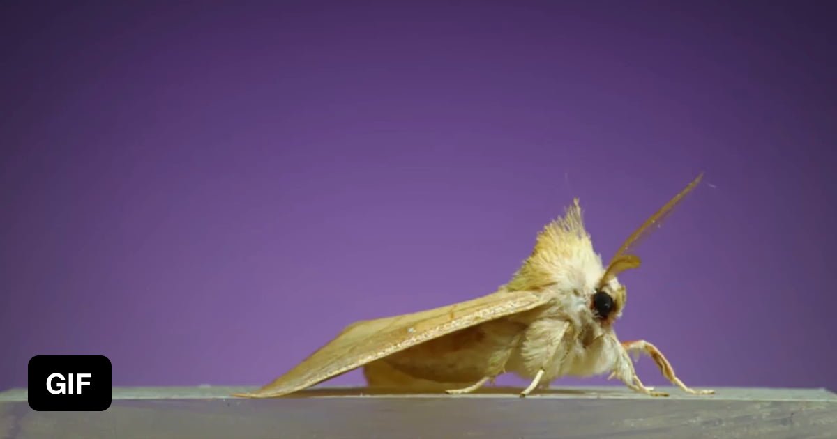 Slow-motion footage of moths taking flight at 6,000 fps - 9GAG