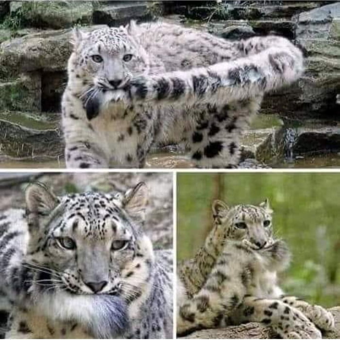 Nobody : Snow leopard : - 9GAG
