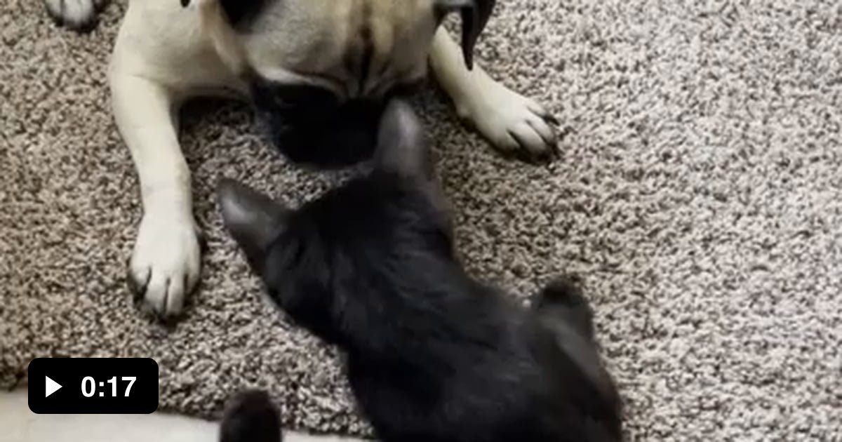 Pug Vs. Kitten - 9GAG