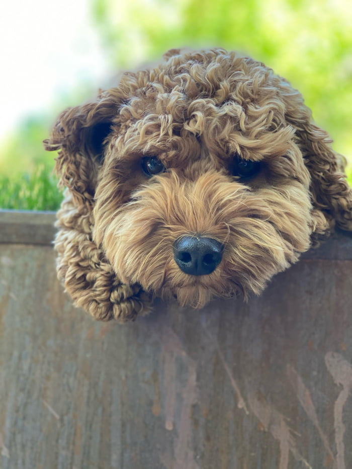 Smol floof boi - 9GAG