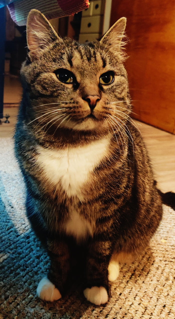 This is my Cat - 9GAG