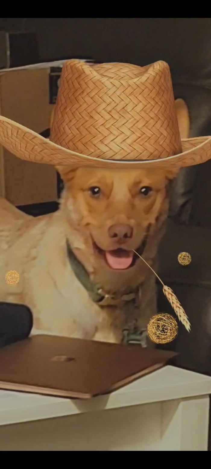 I feel like my dog just became a meme. Corny Country Doggo - 9GAG