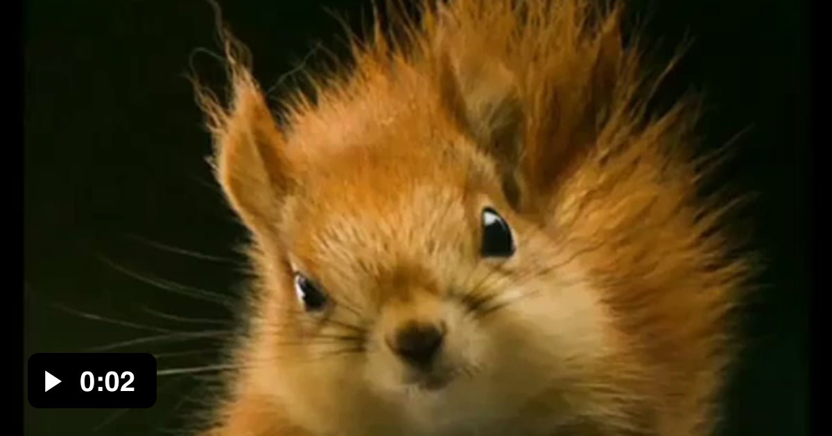 Star Wars: Darth Squirrel - 9GAG