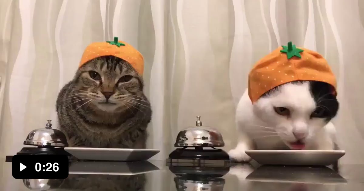 Two cats ringing the bell for food. - 9GAG