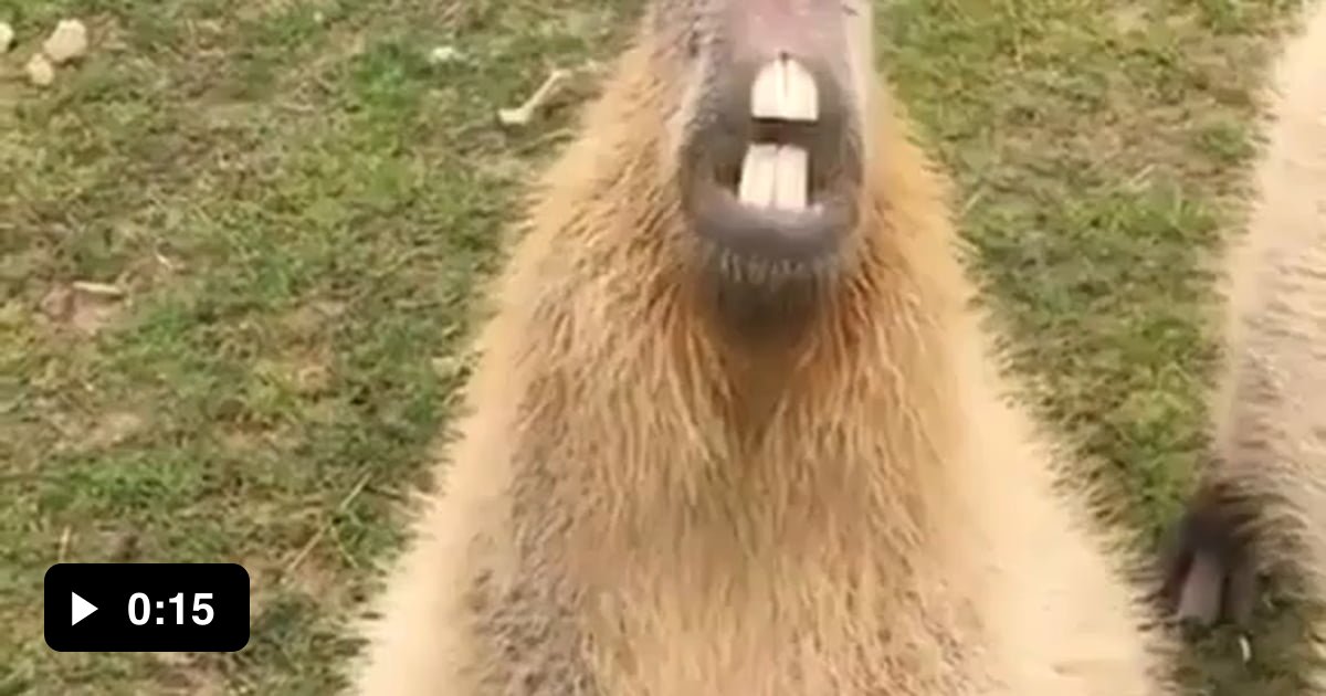 Like other rodents, the front teeth of Capybaras grow continuously ...