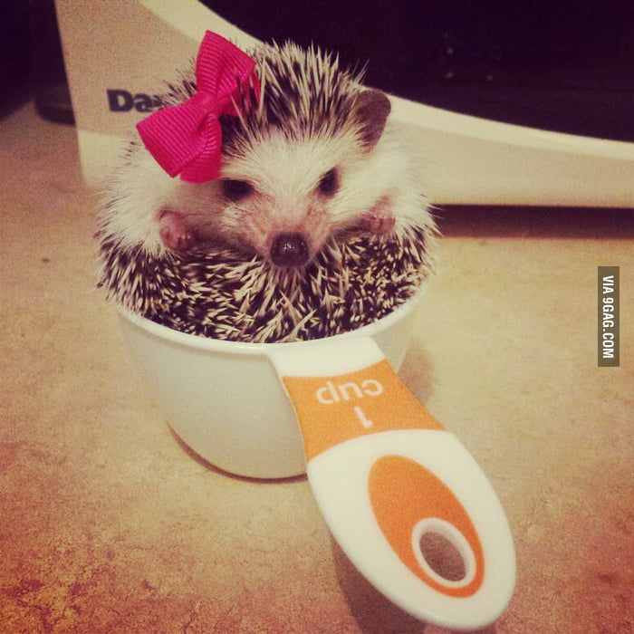GF calls me and says "see you only need a cup of Hedgehog to cheer up ...