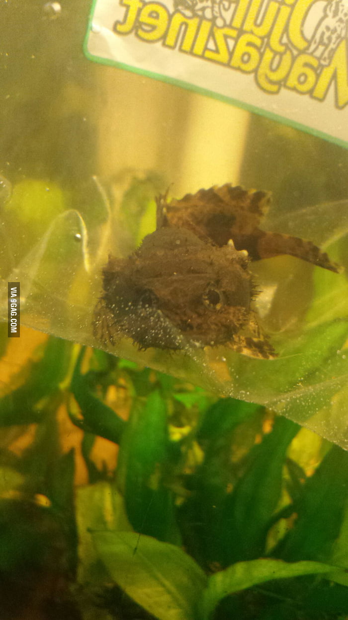 My new fish looks like toothless :-) - 9GAG