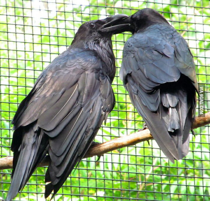 Ravens hold beaks like we hold hands! So cute! - 9GAG