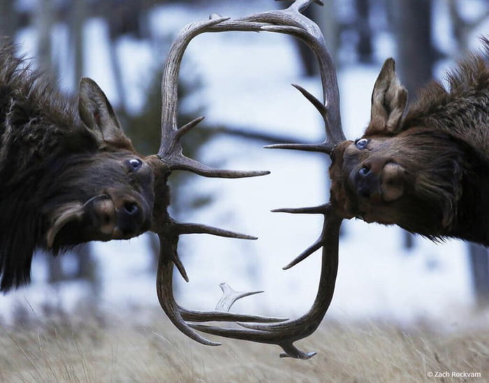 Two elks photographed mid clash - 9GAG