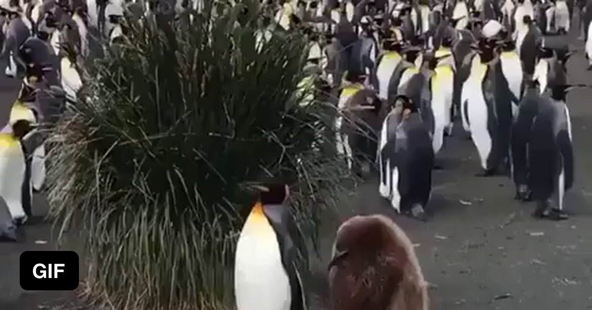 A royal penguin in an inspection tour with his son. - 9GAG