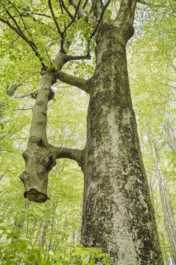 This tree in Bükk National Park, Hungary was cut years ago and the big ...