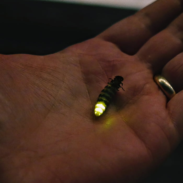 In case you didn't know, there are currently lot of glow-worms in ...