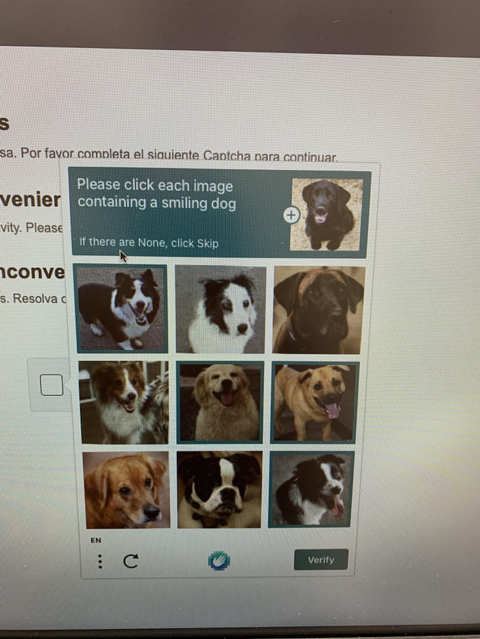 When a CAPTCHA makes you look happy dogs. - 9GAG