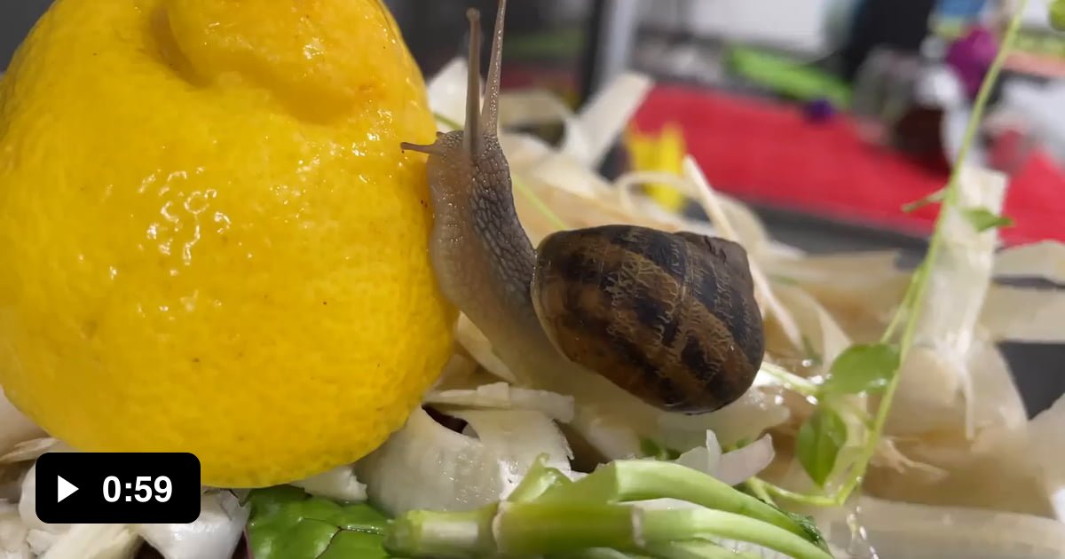 A snail tries a lemon and has a very human reaction - 9GAG