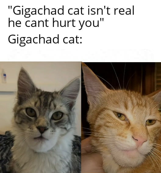 Gigachad cats - 9GAG