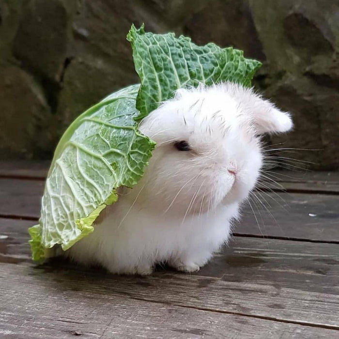 Lil Chungus, the armored one - 9GAG