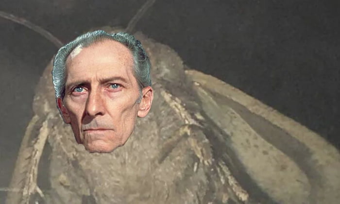 Grand Moth Tarkin - 9GAG